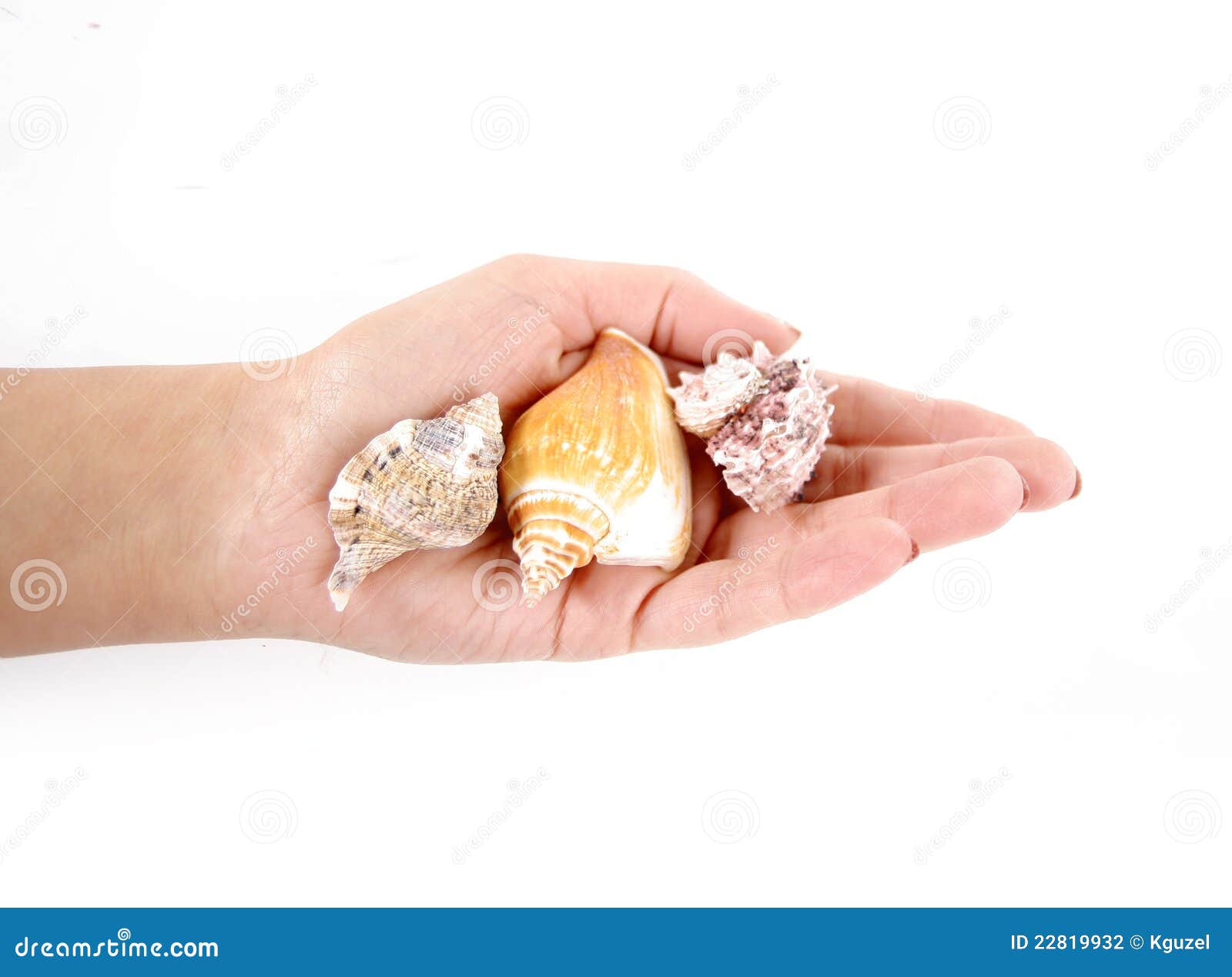 Female Hand Holding Three Shells Stock Photo - Image of colours, home ...