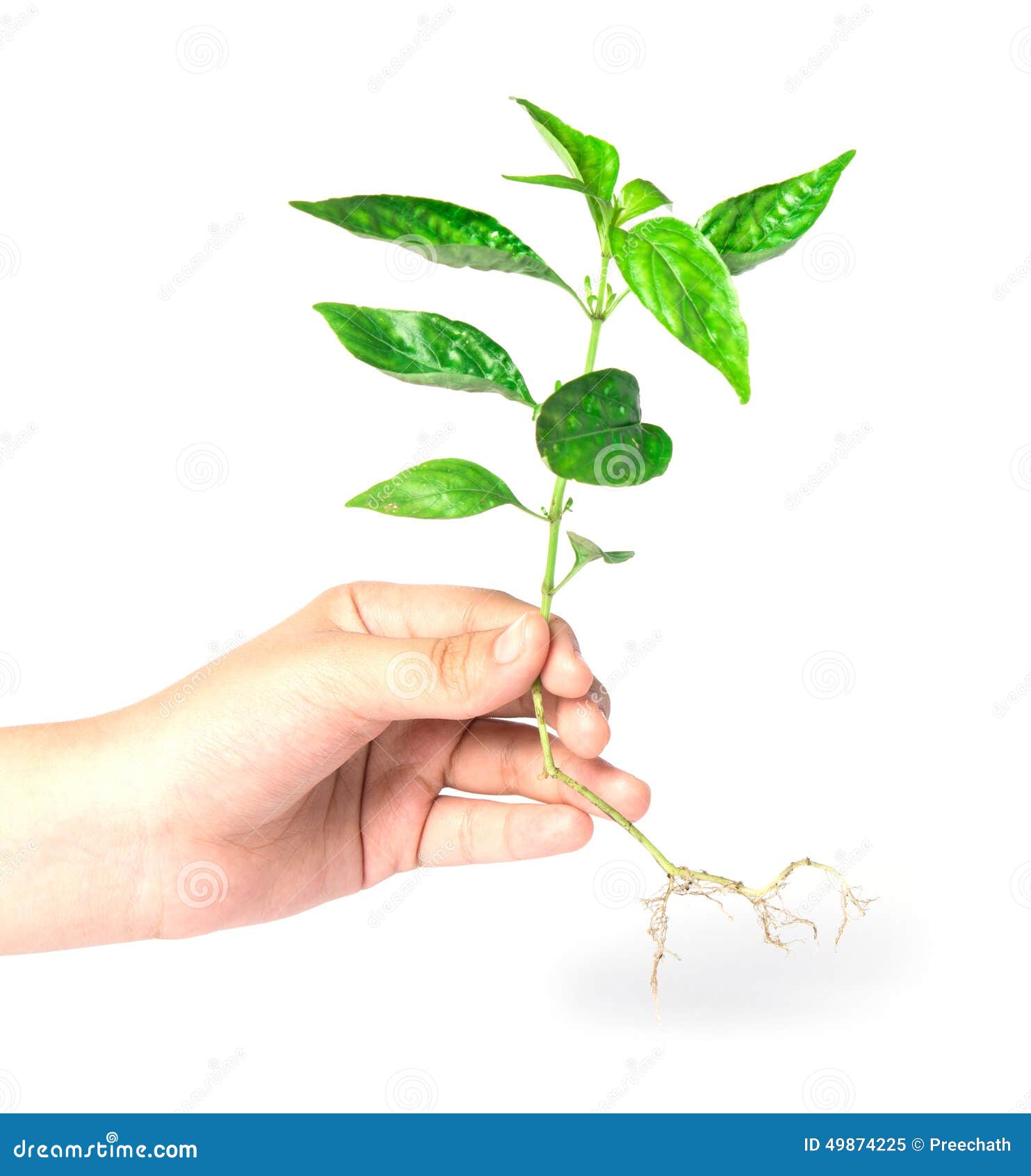 Female hand holding a tree stock image. Image of birch - 49874225