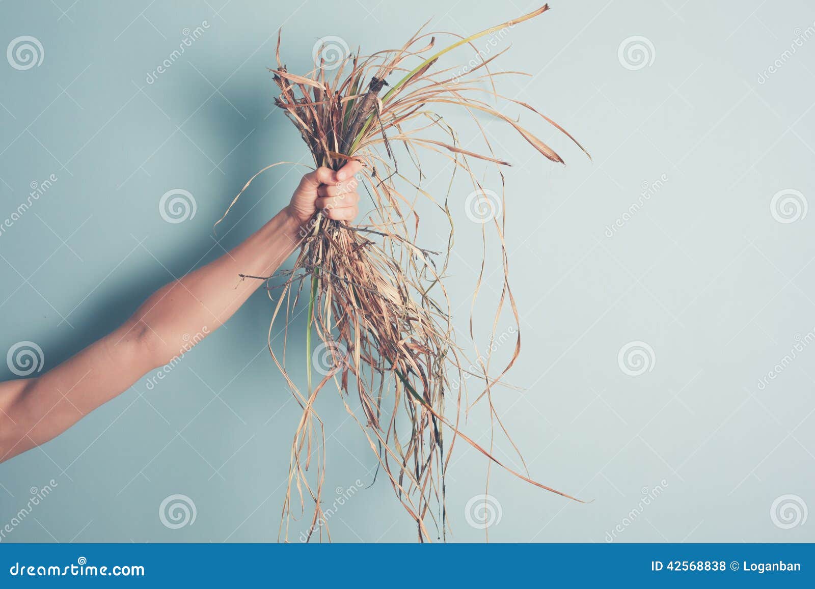 Female hand holding weed stock photo. Image of weed, gardening - 42568838