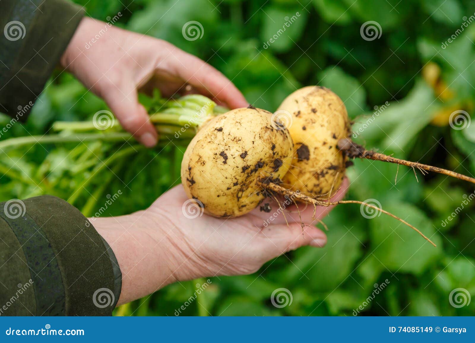 Female Hand Holding Young Turnips Stock Image - Image of closeup ...