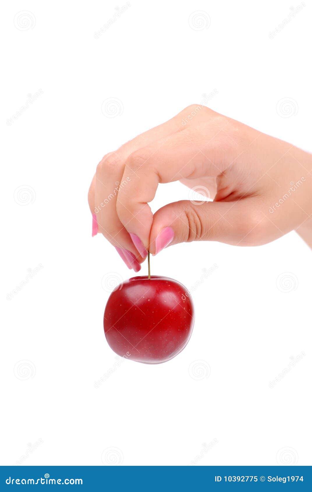 The Female Hand Holds One Plum Stock Image - Image of agriculture ...