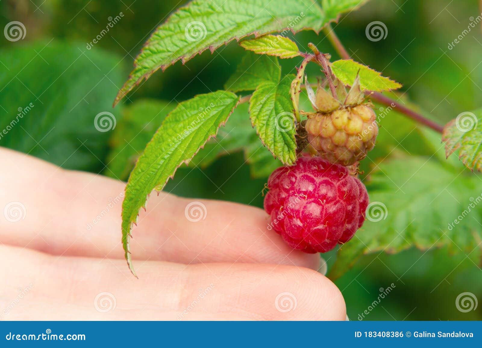 Female Hand Holds Ripe Raspberry on a Bush in the Garden Stock Photo ...
