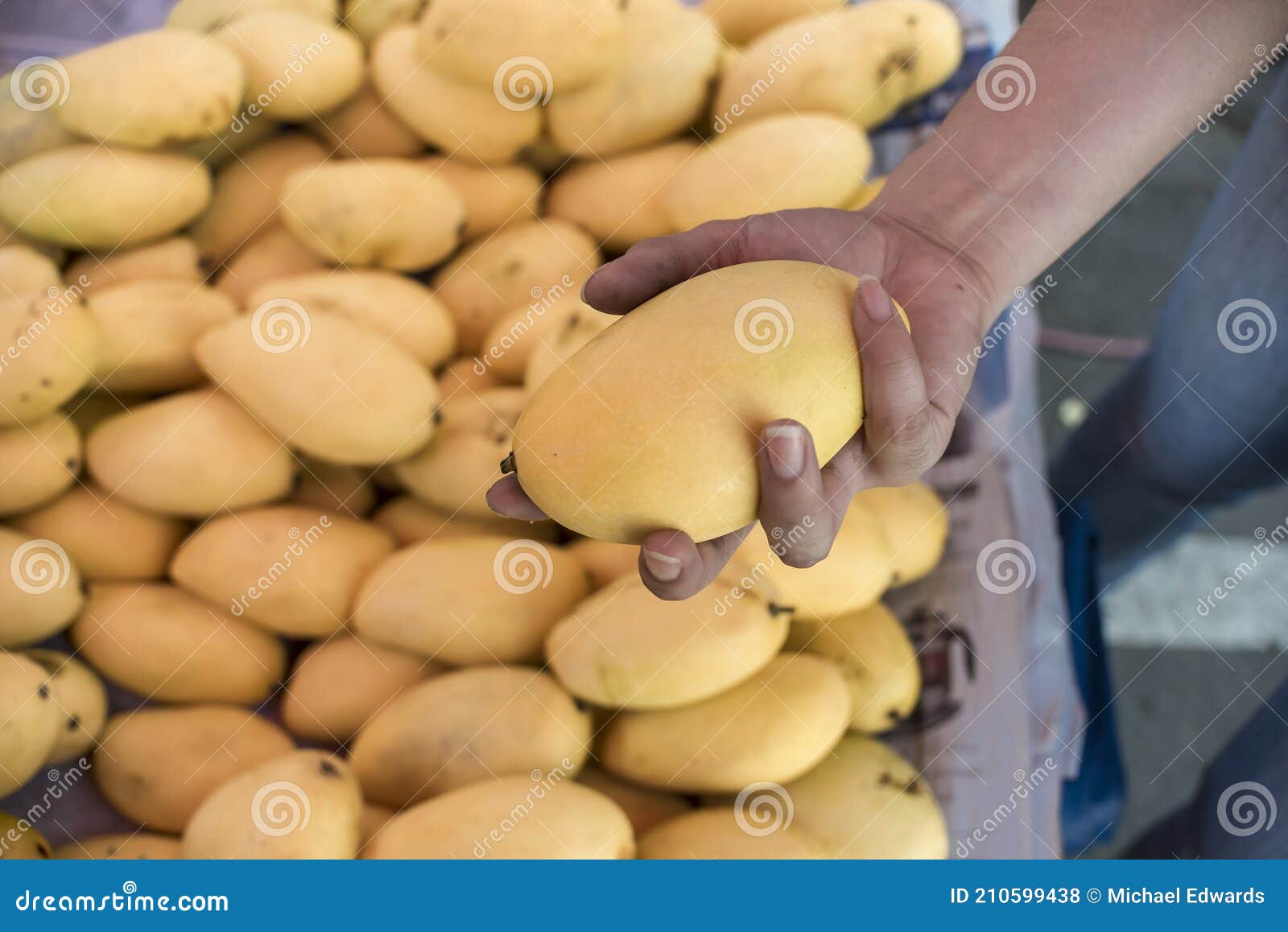 A Female Hand Holds a Single Mango Fruit at a Fruit Stall Outdoors ...