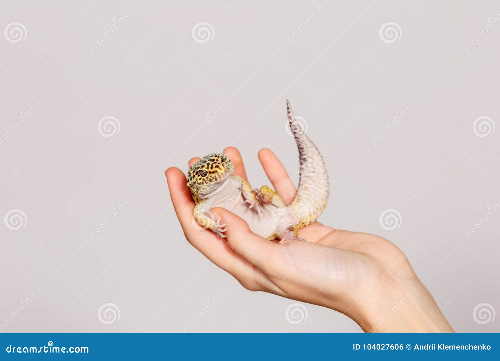 A Female Hand Holds a Leopard Gecko on a White Background. Stock Photo ...