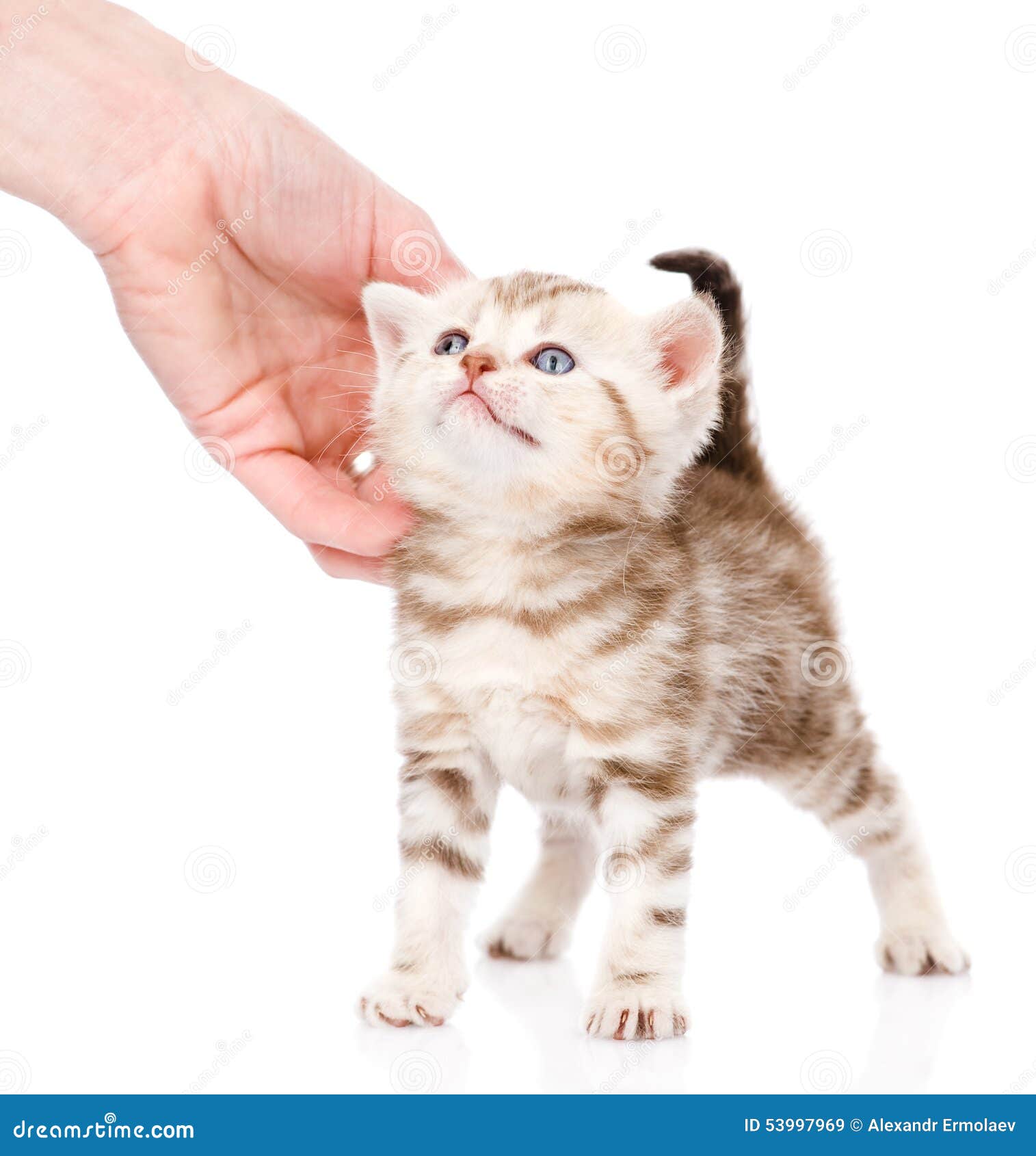 Female Hand Patting Cute Kitten. on White Background Stock Image ...