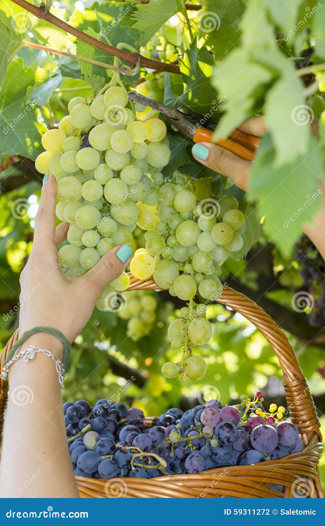 Female Hand Picking Grapes by Cutting the Plant Stock Photo - Image of ...