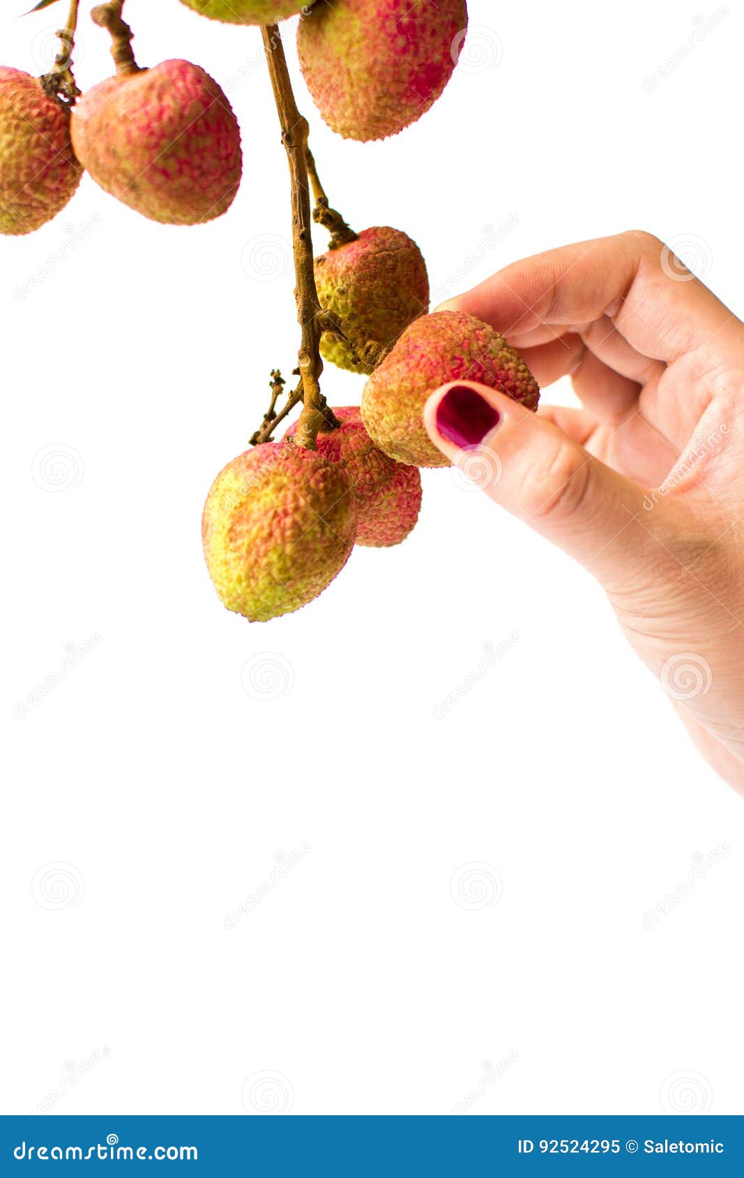 Female Hand Picking Lychee Fruit Stock Image - Image of juicy, closeup ...