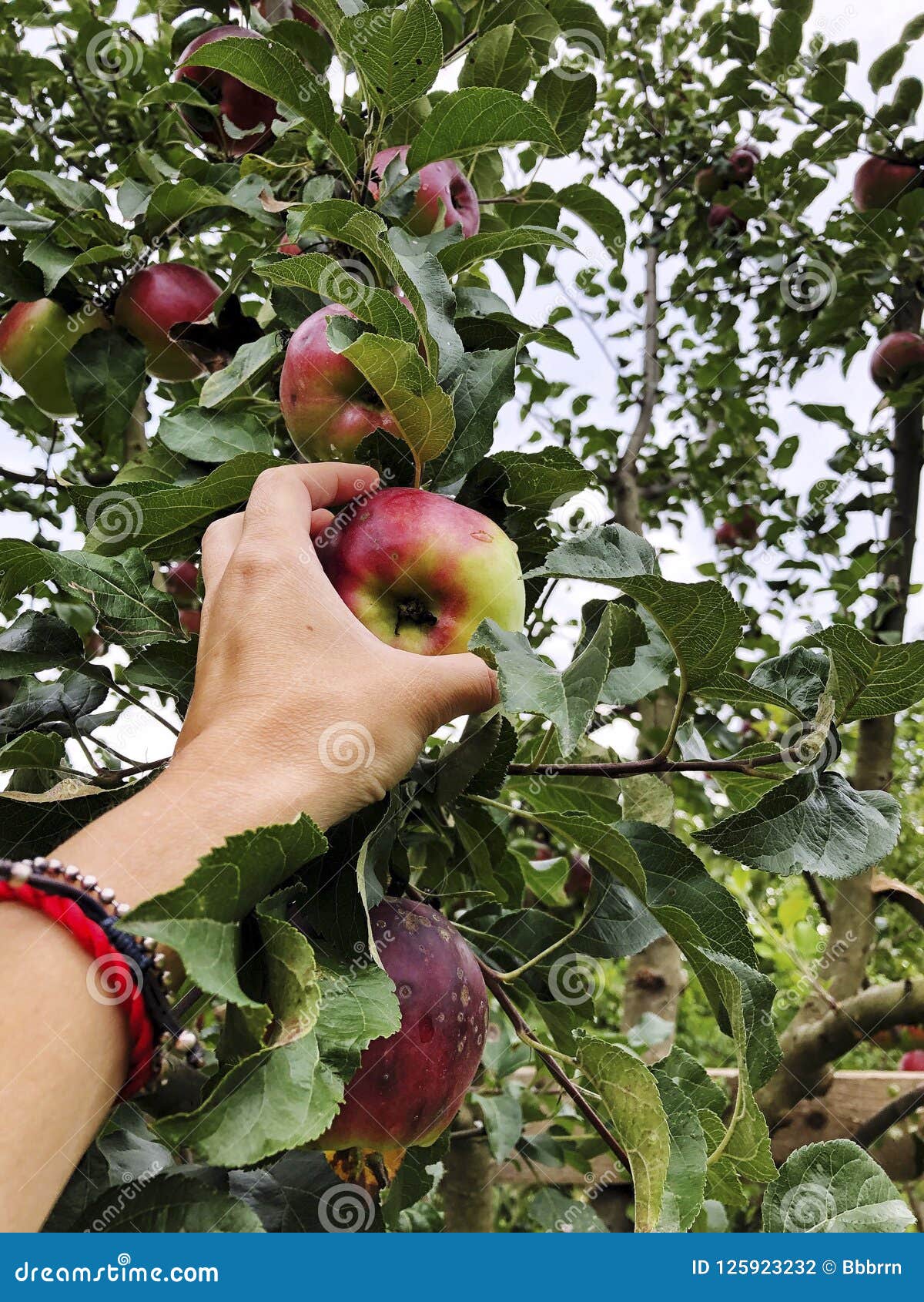 Female Hand Picking Apple from Tree Stock Photo - Image of autumn ...