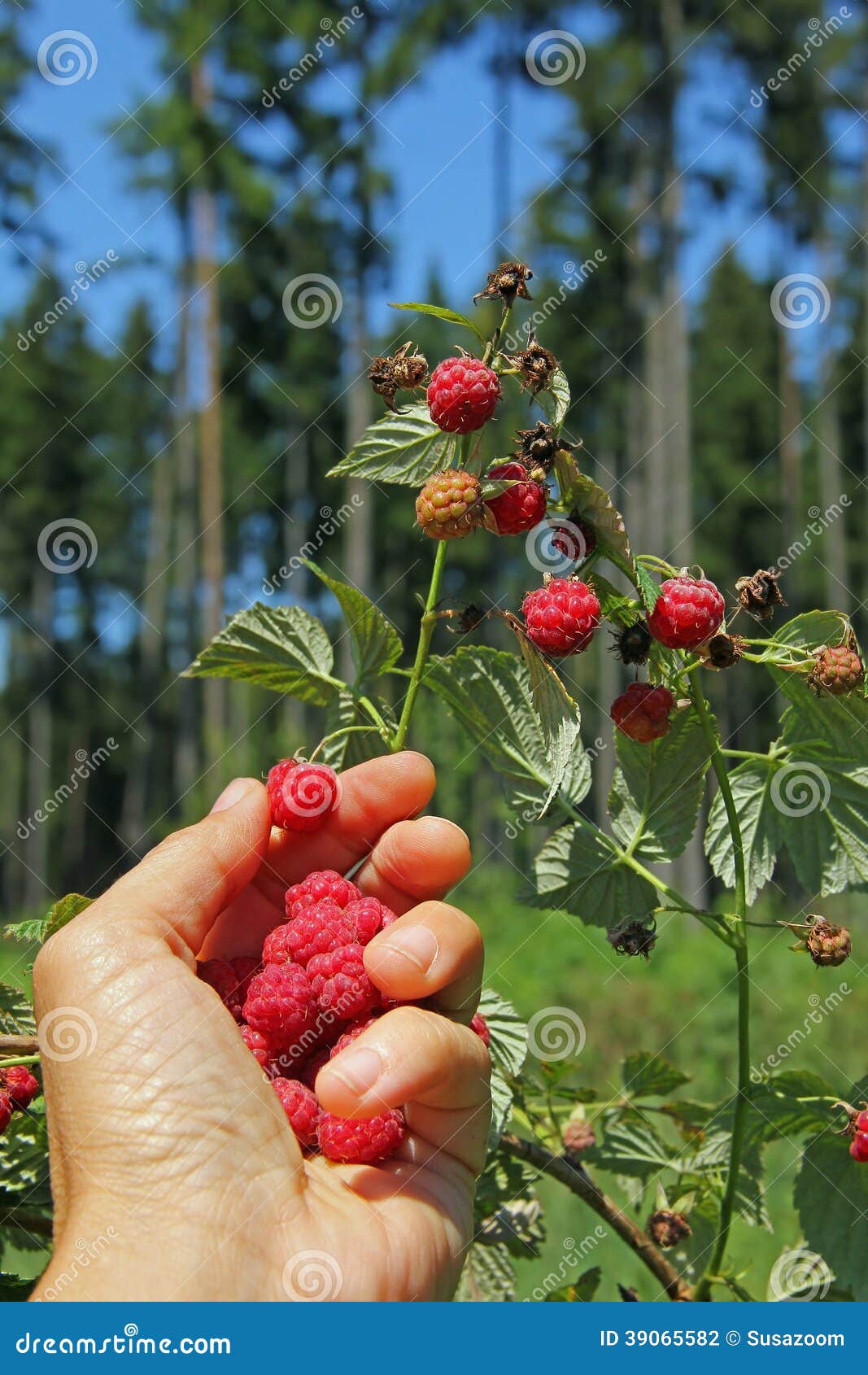 Female Hand, Picking Wild Raspberries in the Wood Stock Photo - Image ...