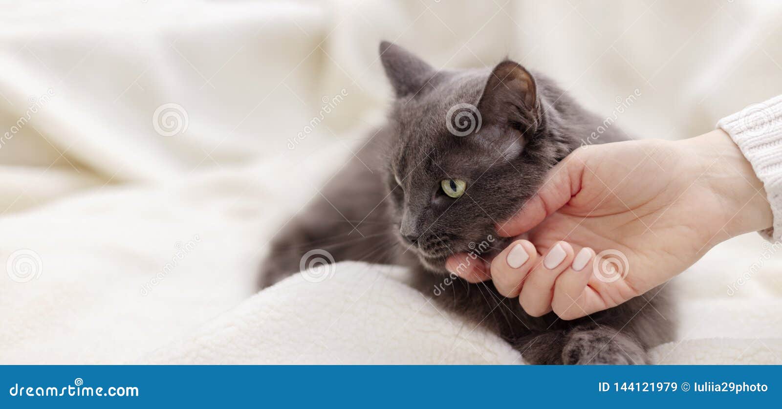 Female Hand Playing with a Beautiful Gray Fluffy Cat Stock Image ...