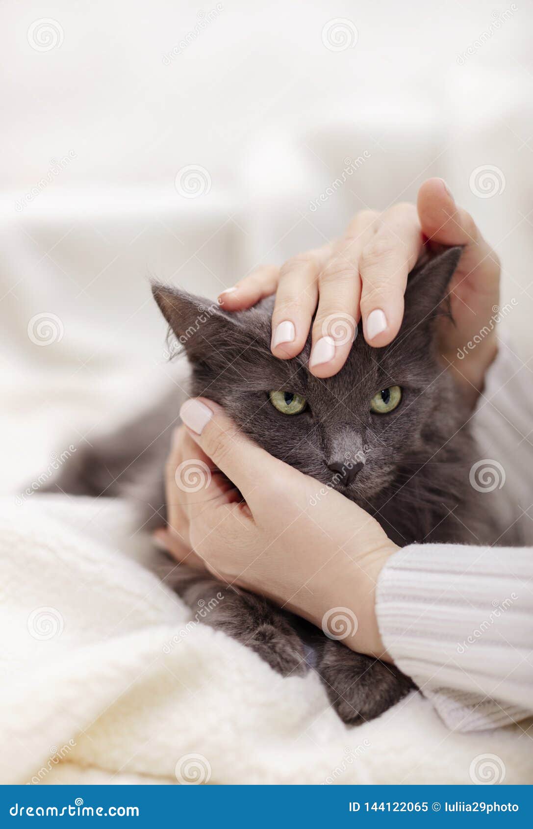 Female Hand Playing with a Beautiful Gray Fluffy Cat Stock Image ...
