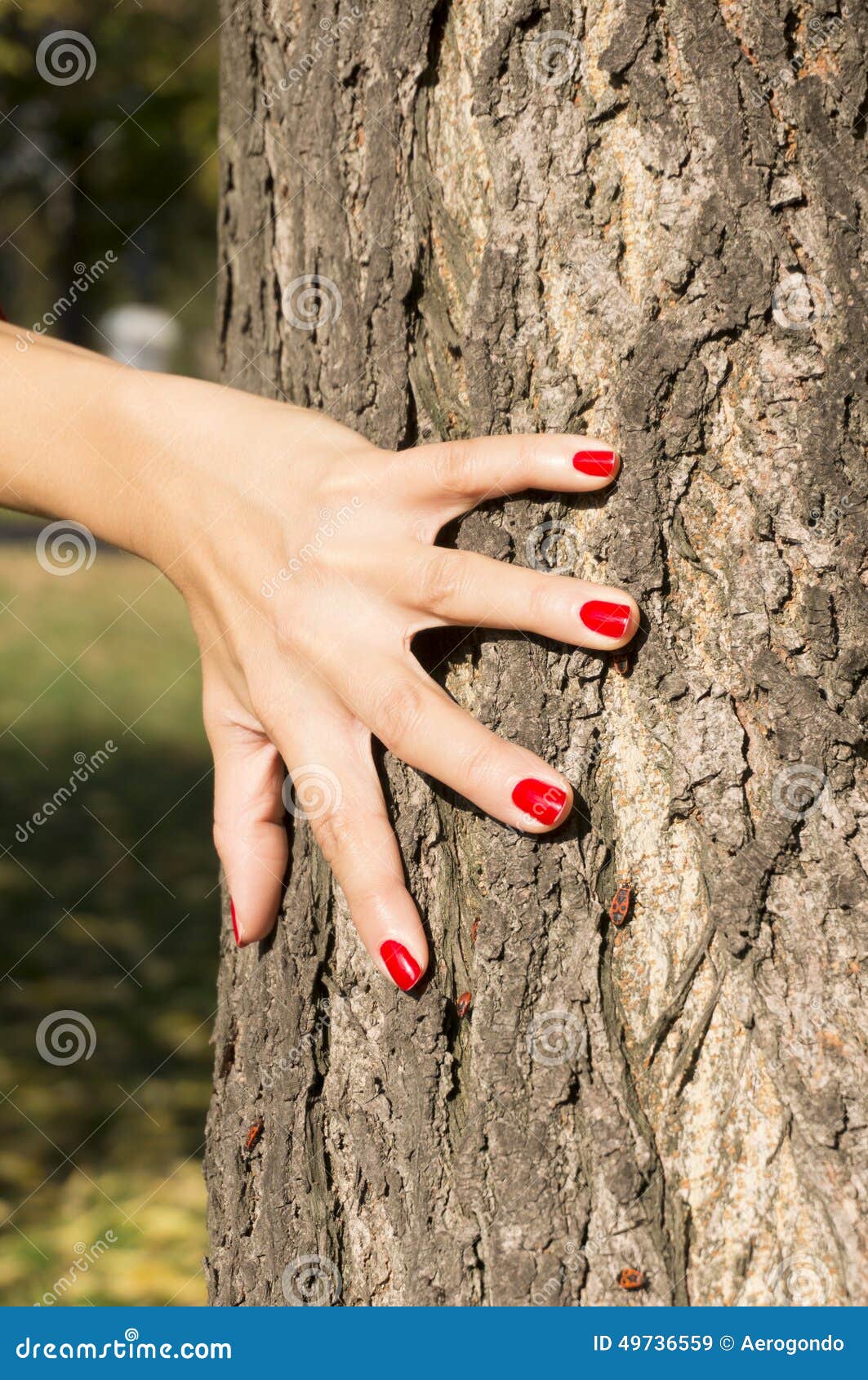 Female Hand with Red Nail Polish on Tree Trunk Stock Image - Image of ...