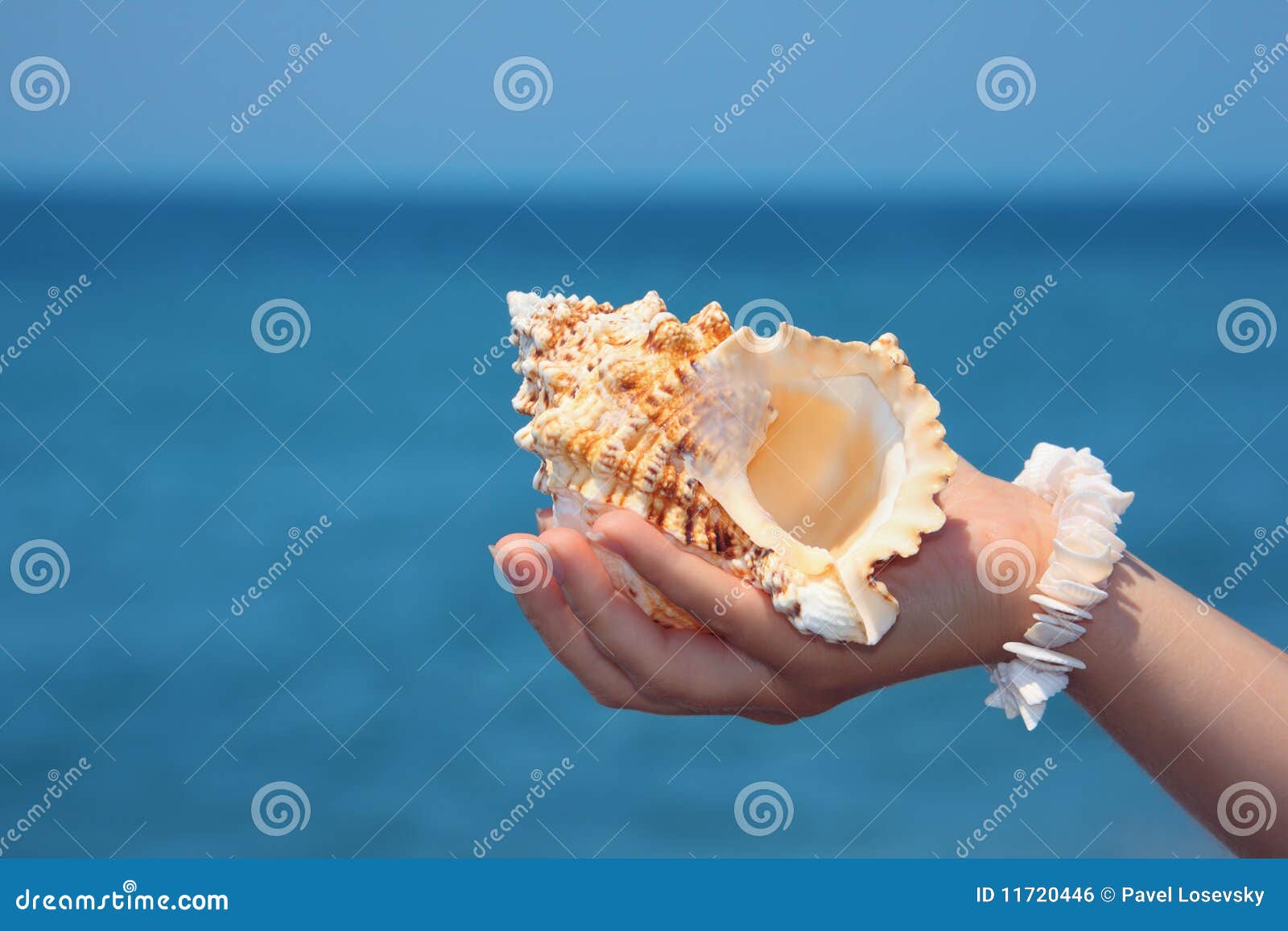 Female Hand with Seashell on Seacoast Stock Photo - Image of girl ...