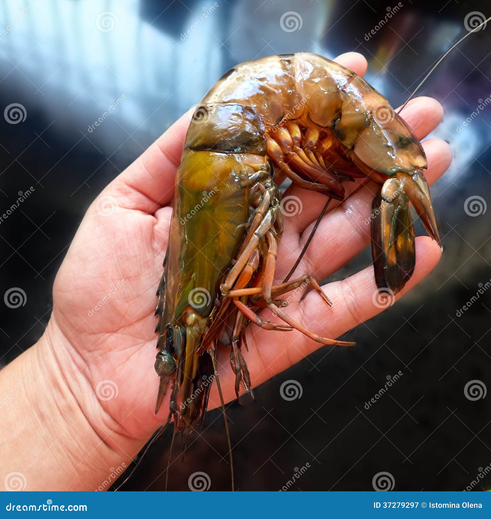 Female Hand and Shrimp. Size Comparison. Stock Image - Image of size ...