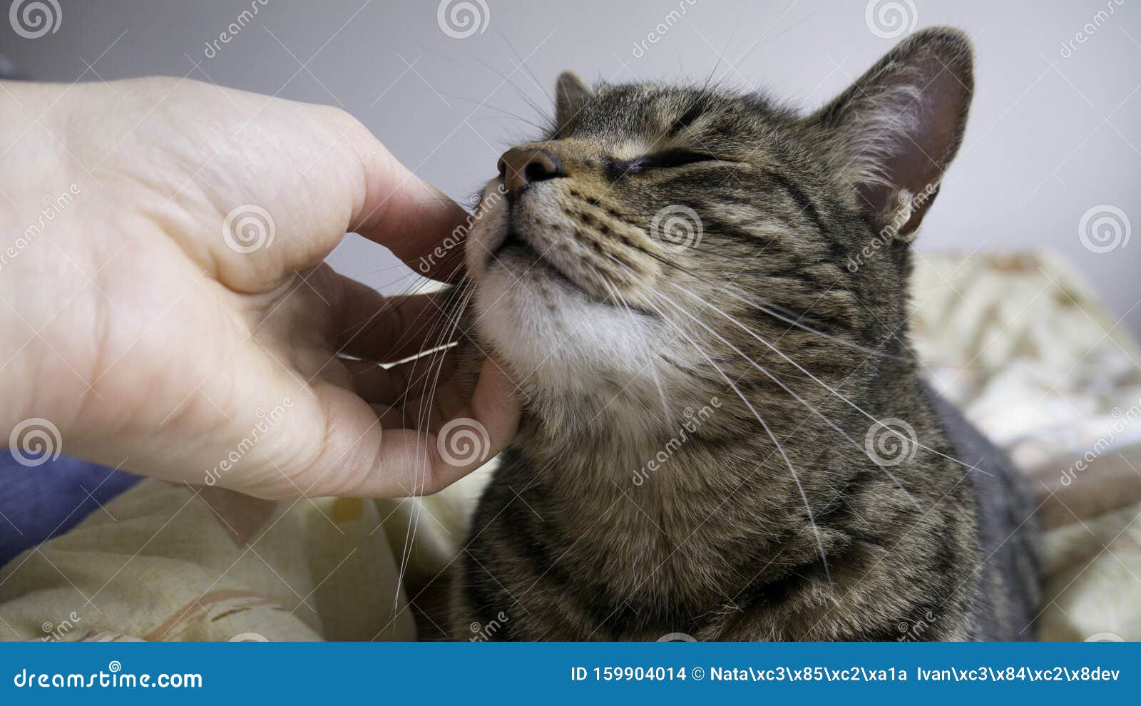 Female Hand Stroking a Cat Lying on the Bed Stock Photo - Image of hand ...