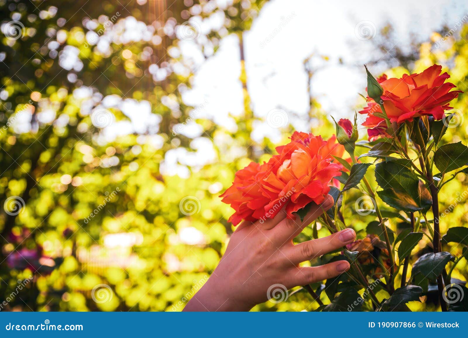Female Hand Touching Beautiful Garden Roses Stock Photo - Image of ...