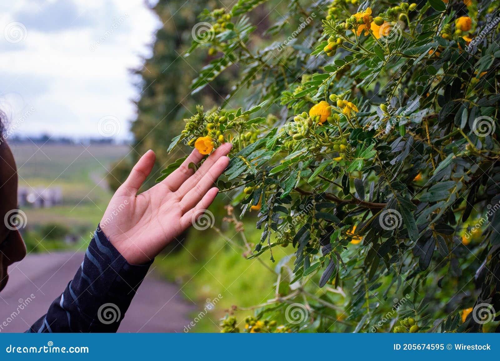 Female Hand Touching Bush Branches Stock Image - Image of hand, green ...