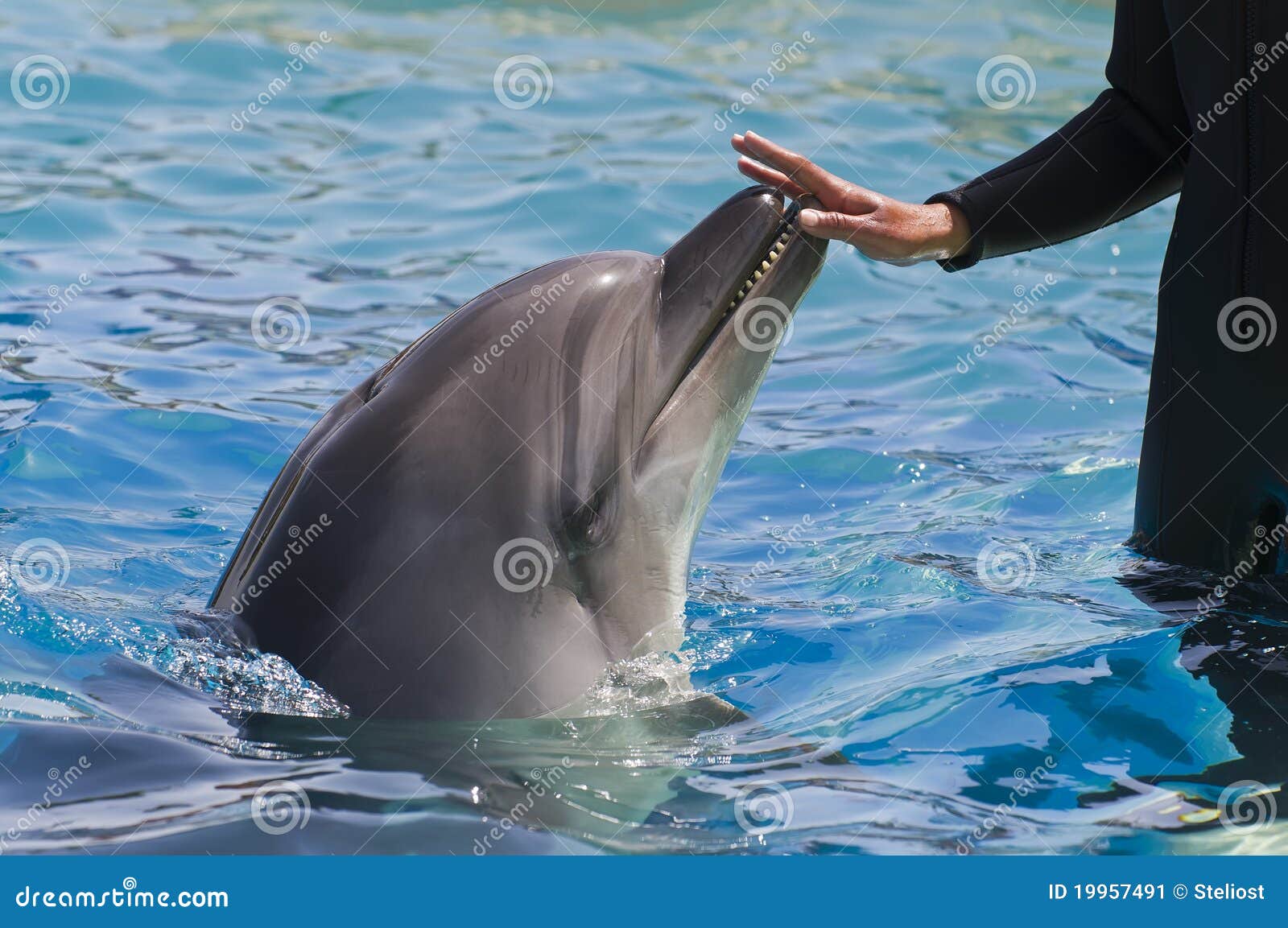 Female Hand Touching a Dolphin Stock Image - Image of close, splashing ...