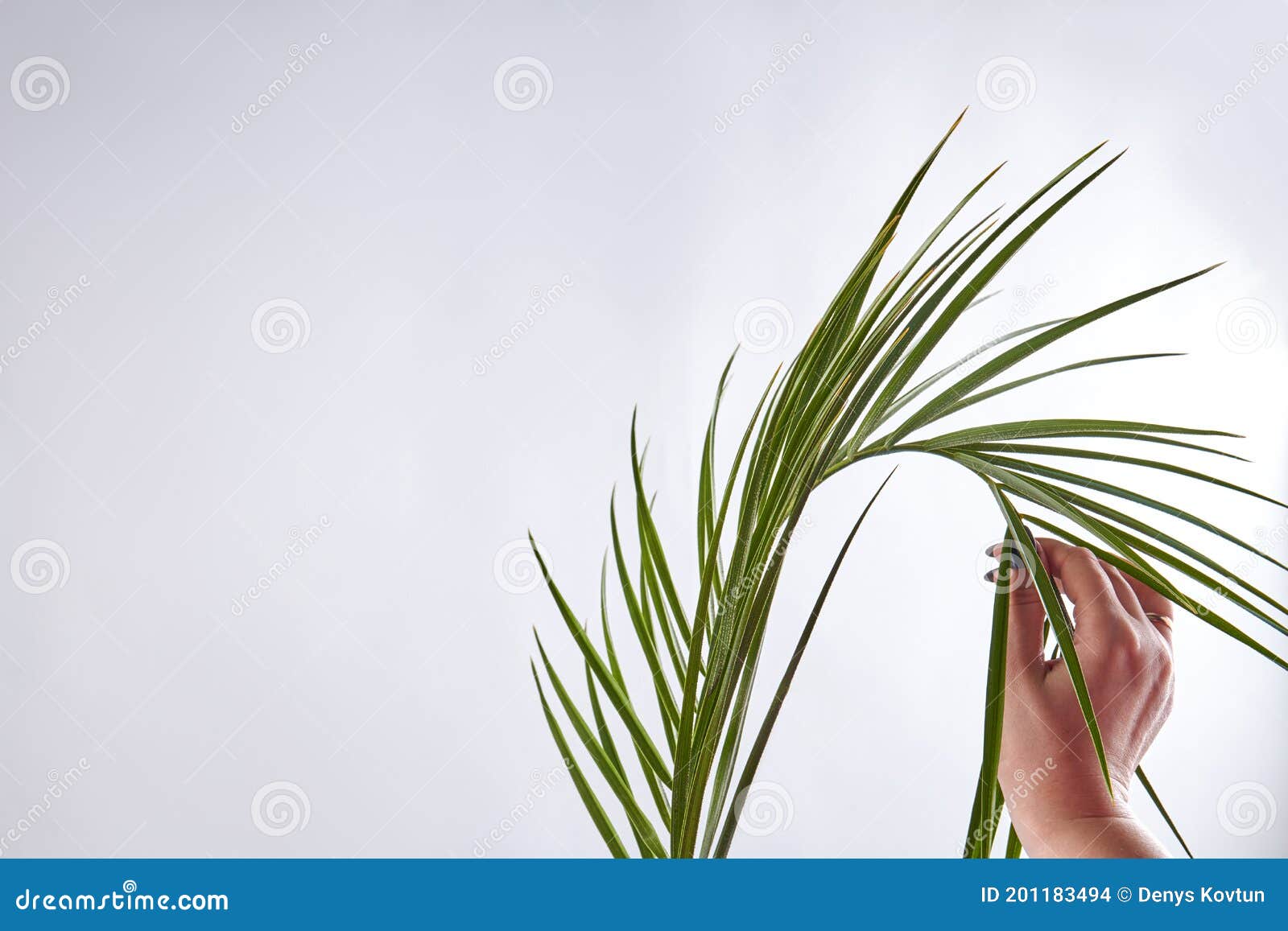 Female Hand Touching Plant. Stock Photo - Image of feathery, hand ...