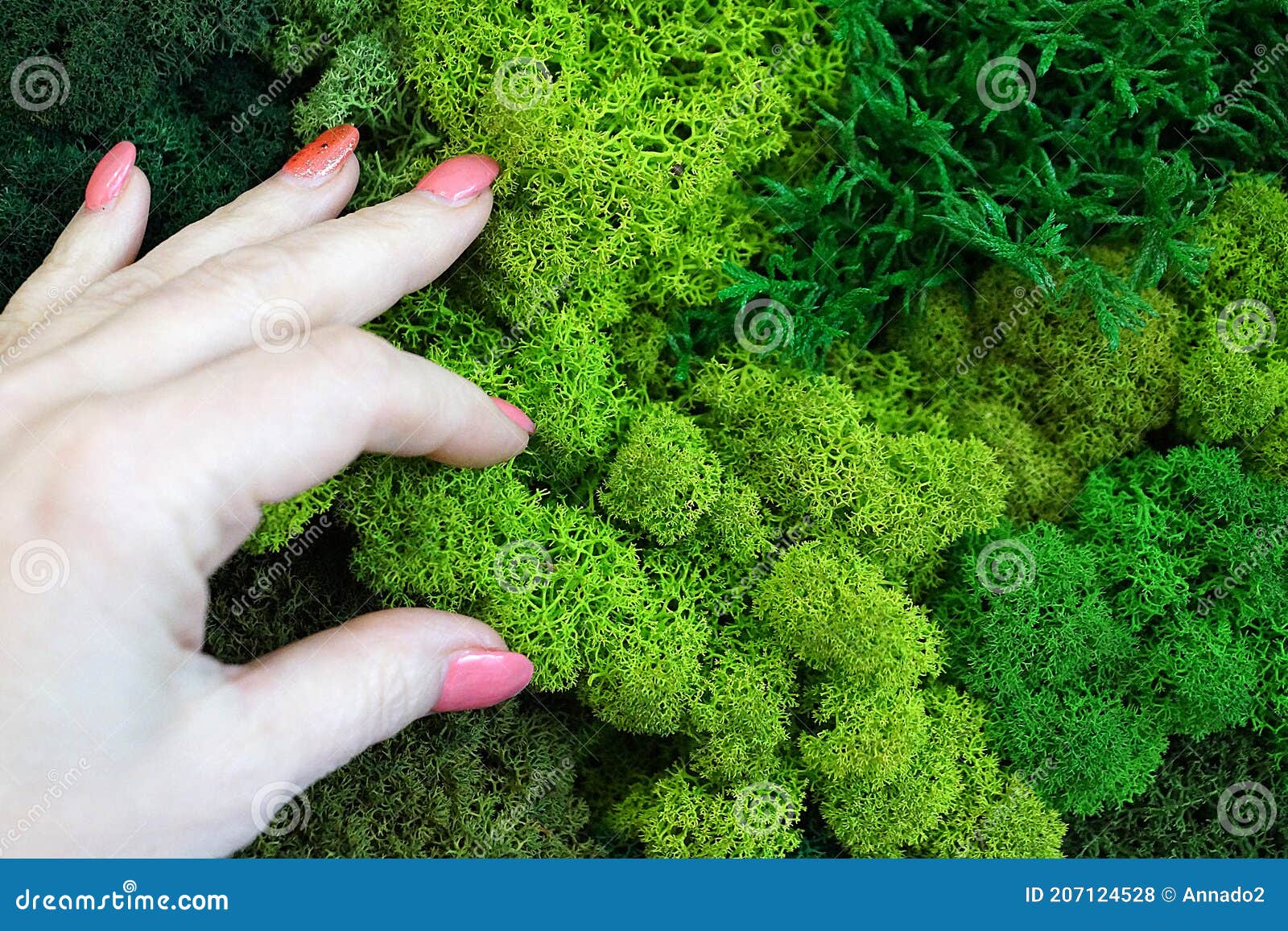 Female Hand Touching Stabilized Moss Close Up Stock Photo - Image of ...