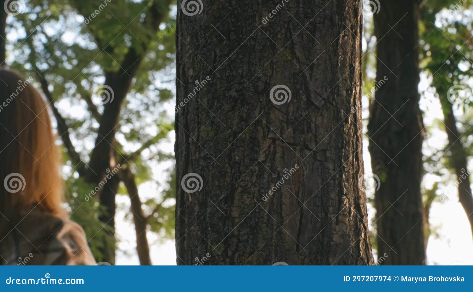 Female Hand Touching and Stroking Bark of Tree in Forest Stock Footage ...