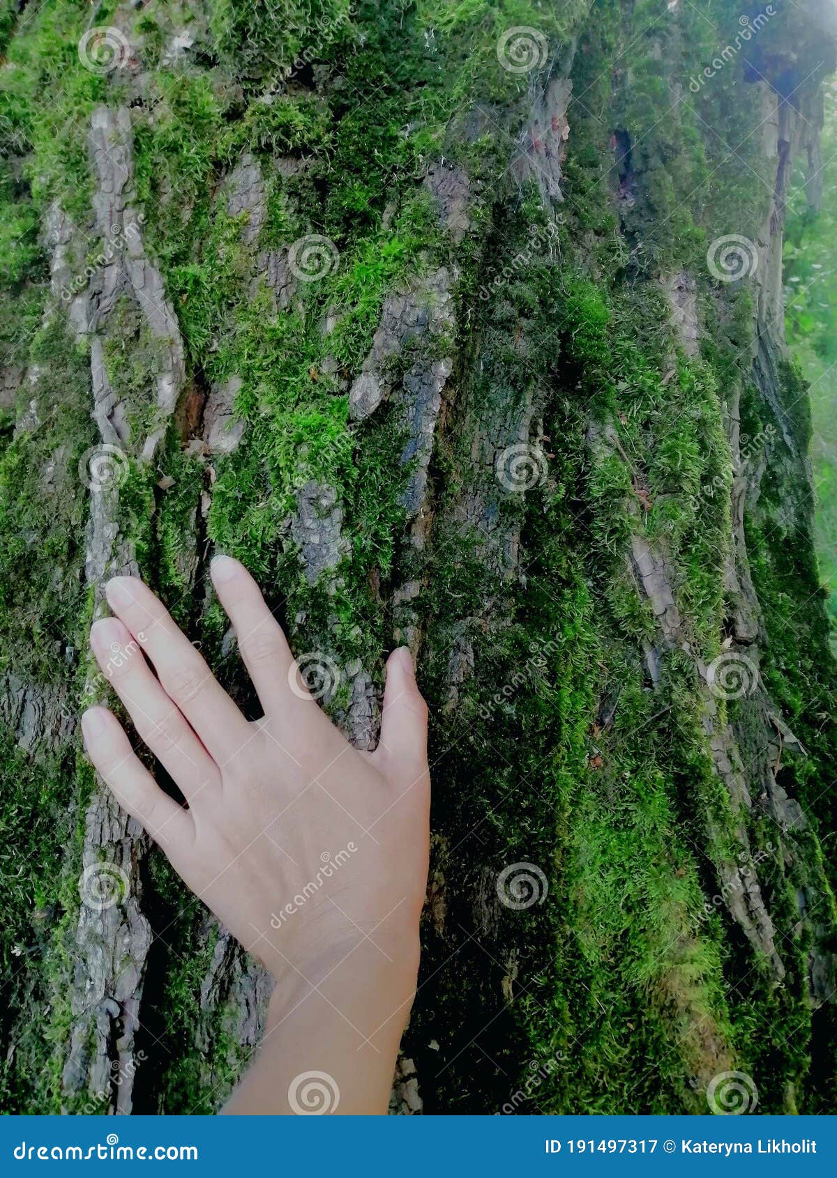 Female Hand Touching a Tree, Bark of a Large Tree, Tree Trunk Stock ...