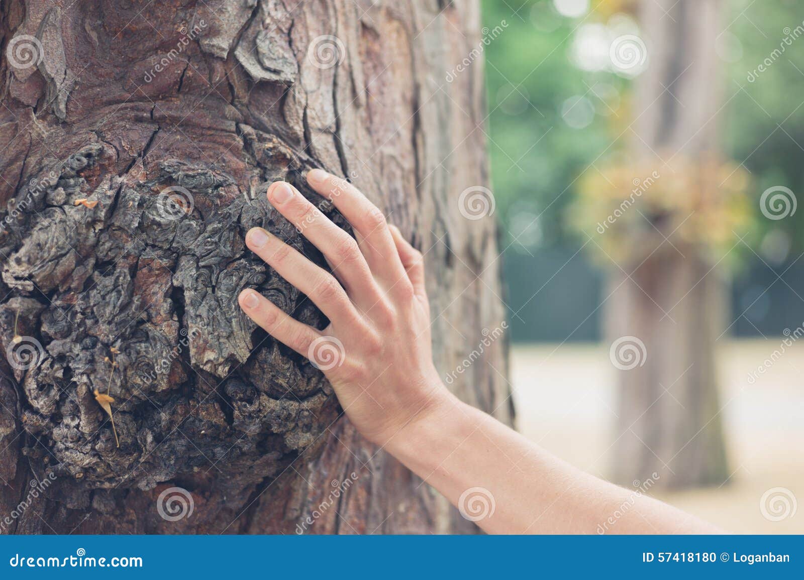 Female Hand Touching Tree in Forest Stock Photo - Image of adult ...