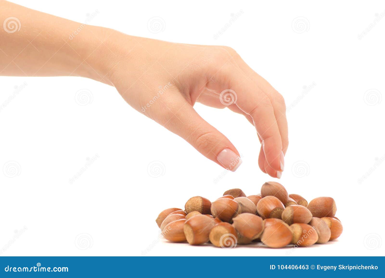 Female hand walnut stock image. Image of forest, ingredient - 104406463