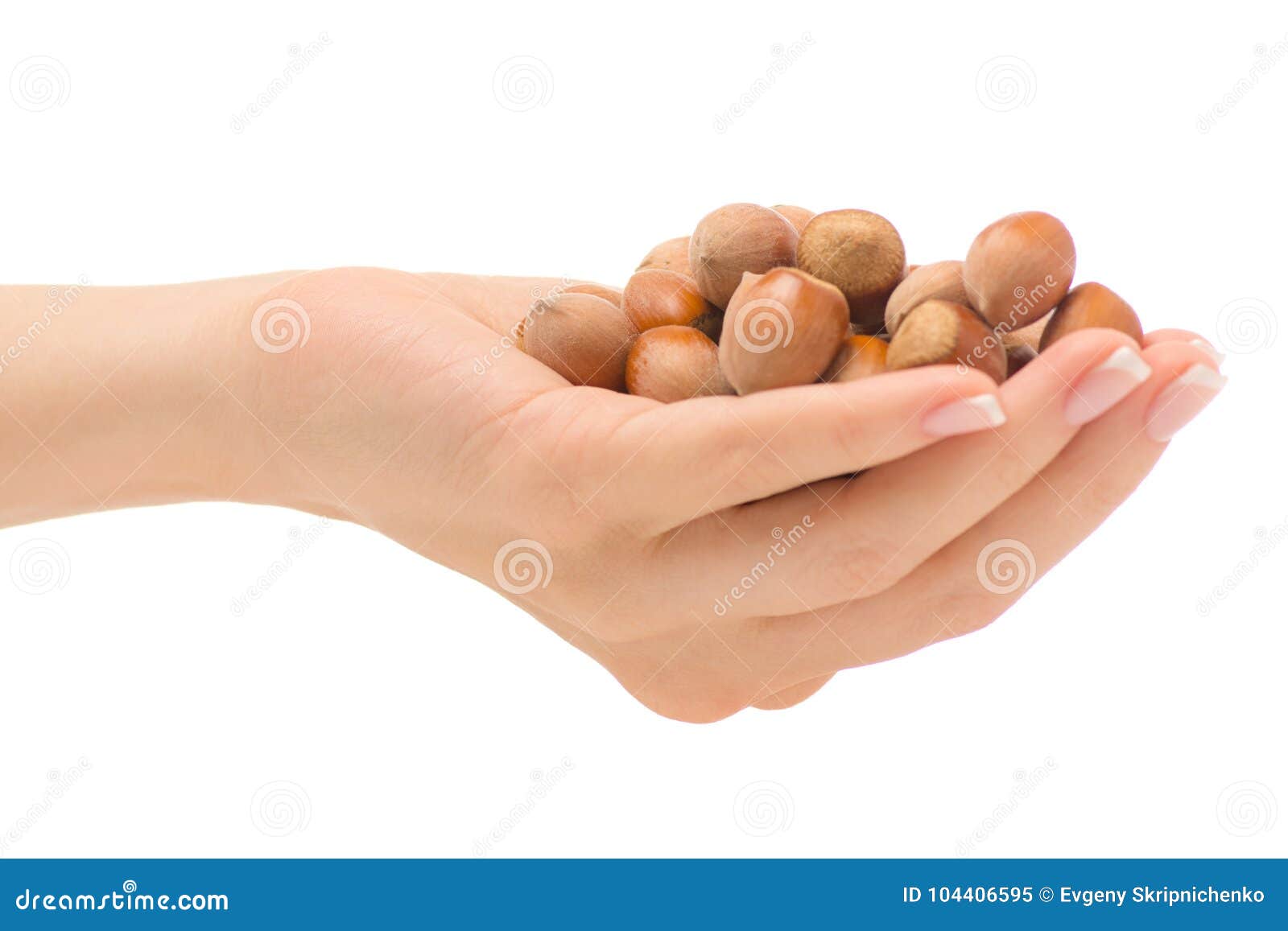Female hand walnut stock image. Image of female, closeup - 104406595