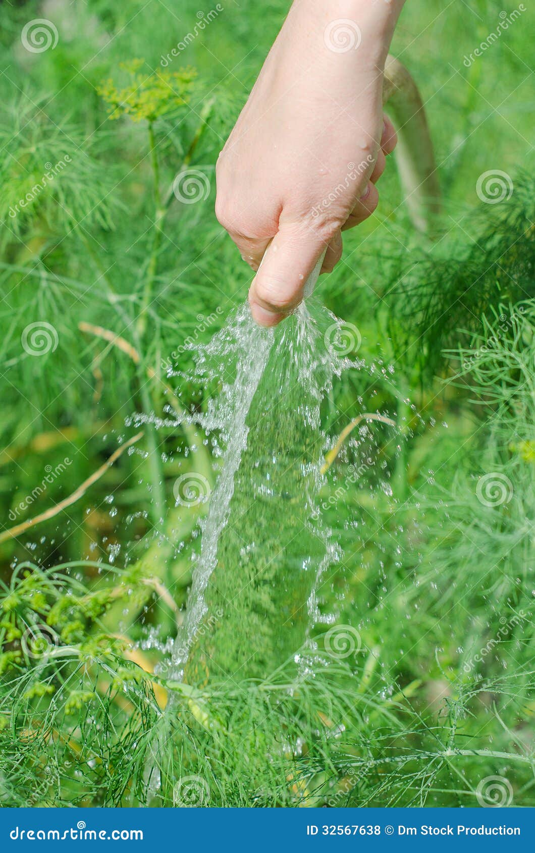 Female Hand Watering Plants Stock Photo - Image of hands, female: 32567638