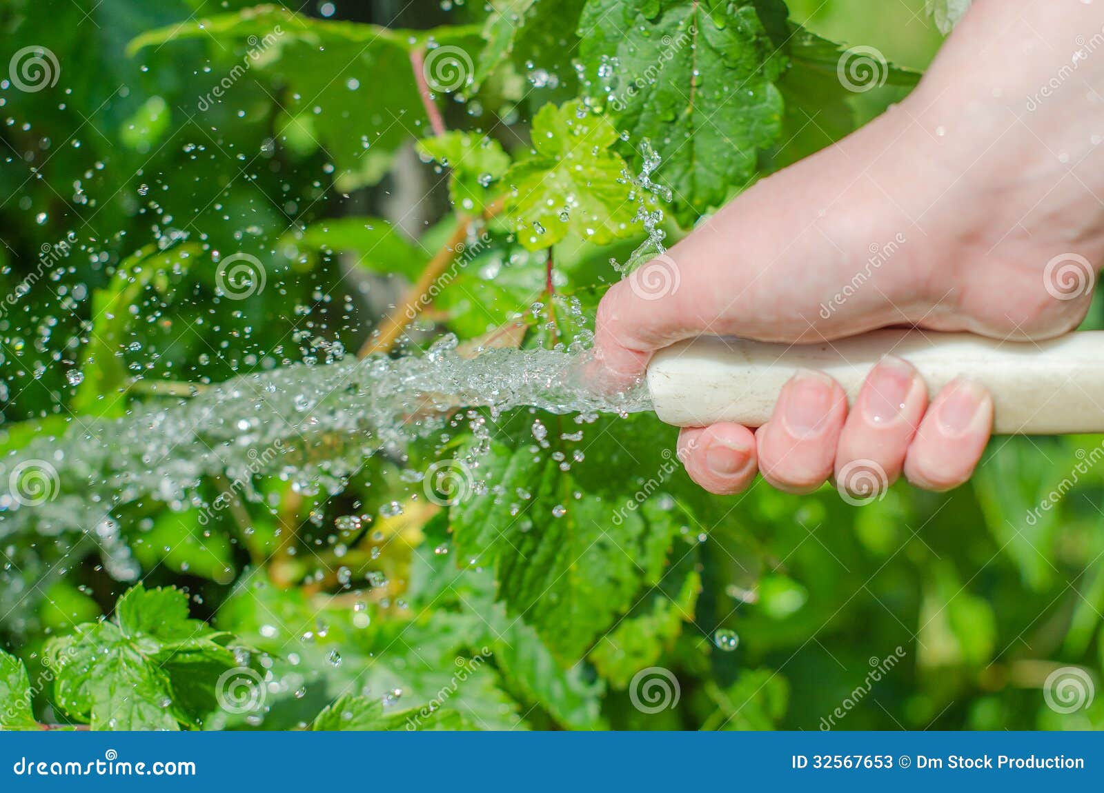 Female Hand Watering Plants Stock Image - Image of hand, green: 32567653