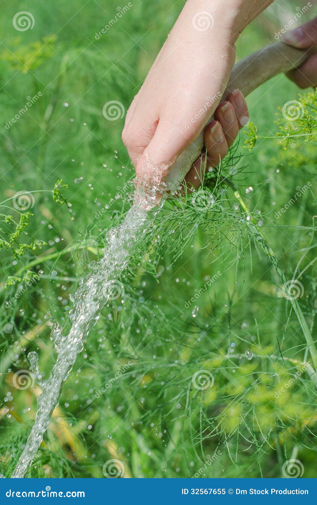 Female Hand Watering Plants Stock Image - Image of nature, agriculture ...