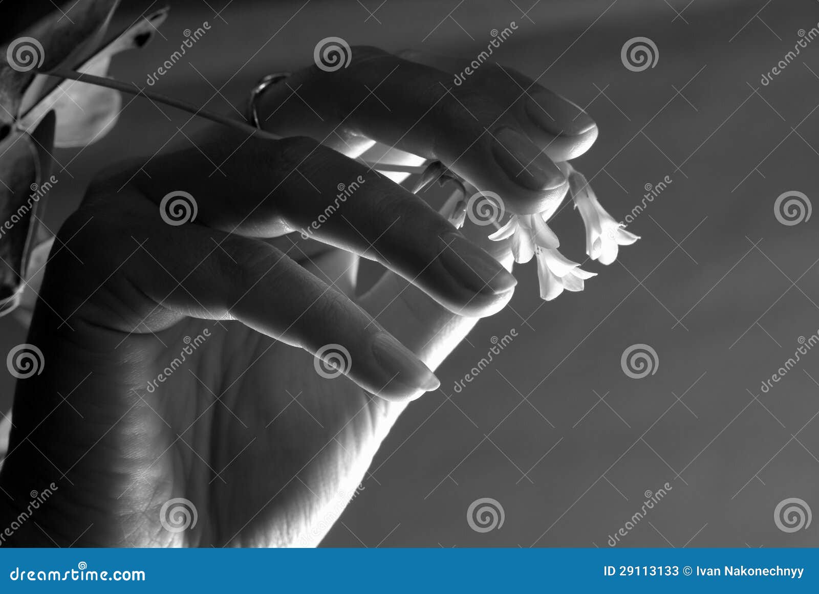 Female hands stock image. Image of isolated, horizontal - 29113133