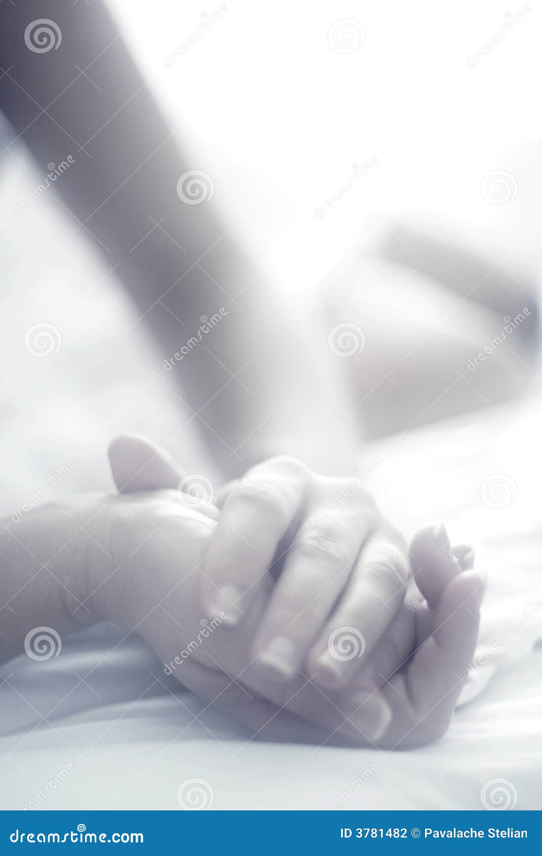 Female hands stock photo. Image of female, soft, delicate - 3781482