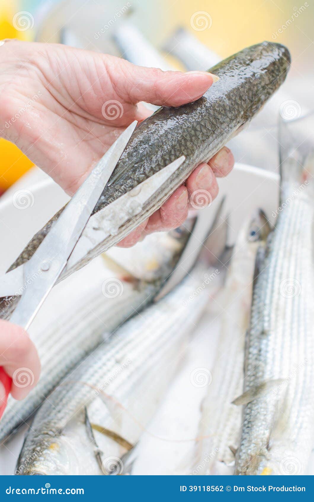 Female hands cleaning fish stock photo. Image of cutting - 39118562