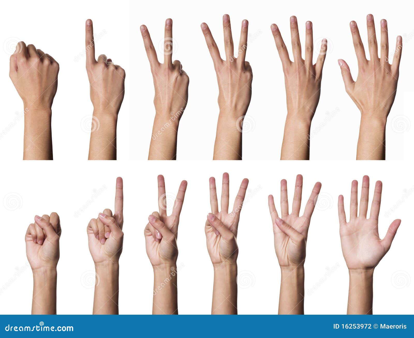 Female hands counting stock photo. Image of isolated - 16253972
