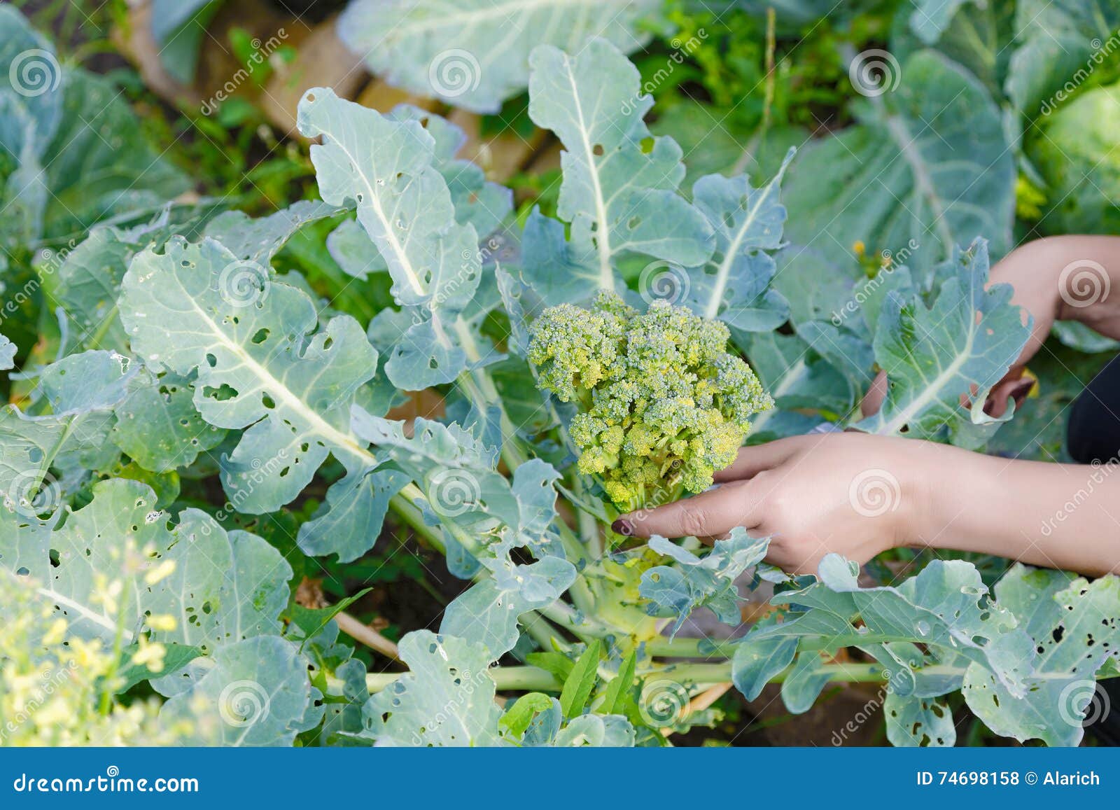 Female hands cut broccoli stock photo. Image of female - 74698158