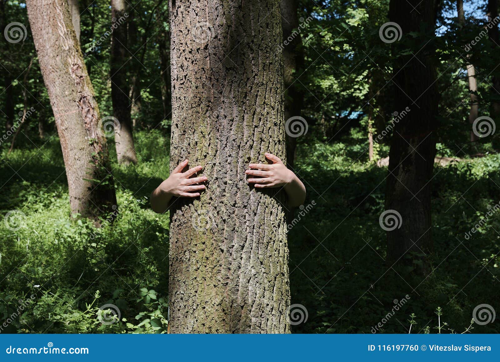 Female Hands Embracing Tree Trunk in a Deep Green Forest with Sunshine ...
