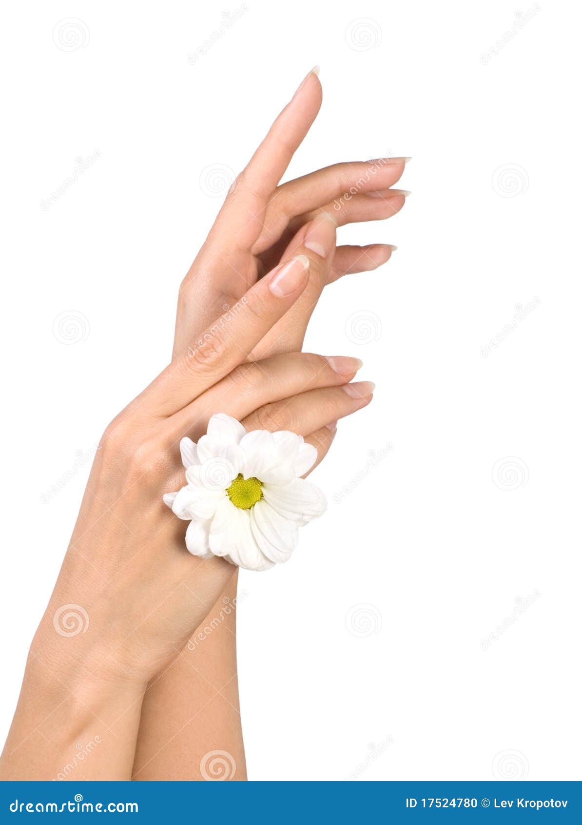Female hands with flower stock photo. Image of cloud - 17524780