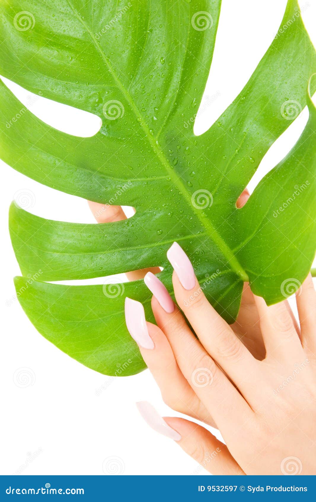 Female Hands with Green Leaf Stock Image - Image of hygiene, fingertips ...