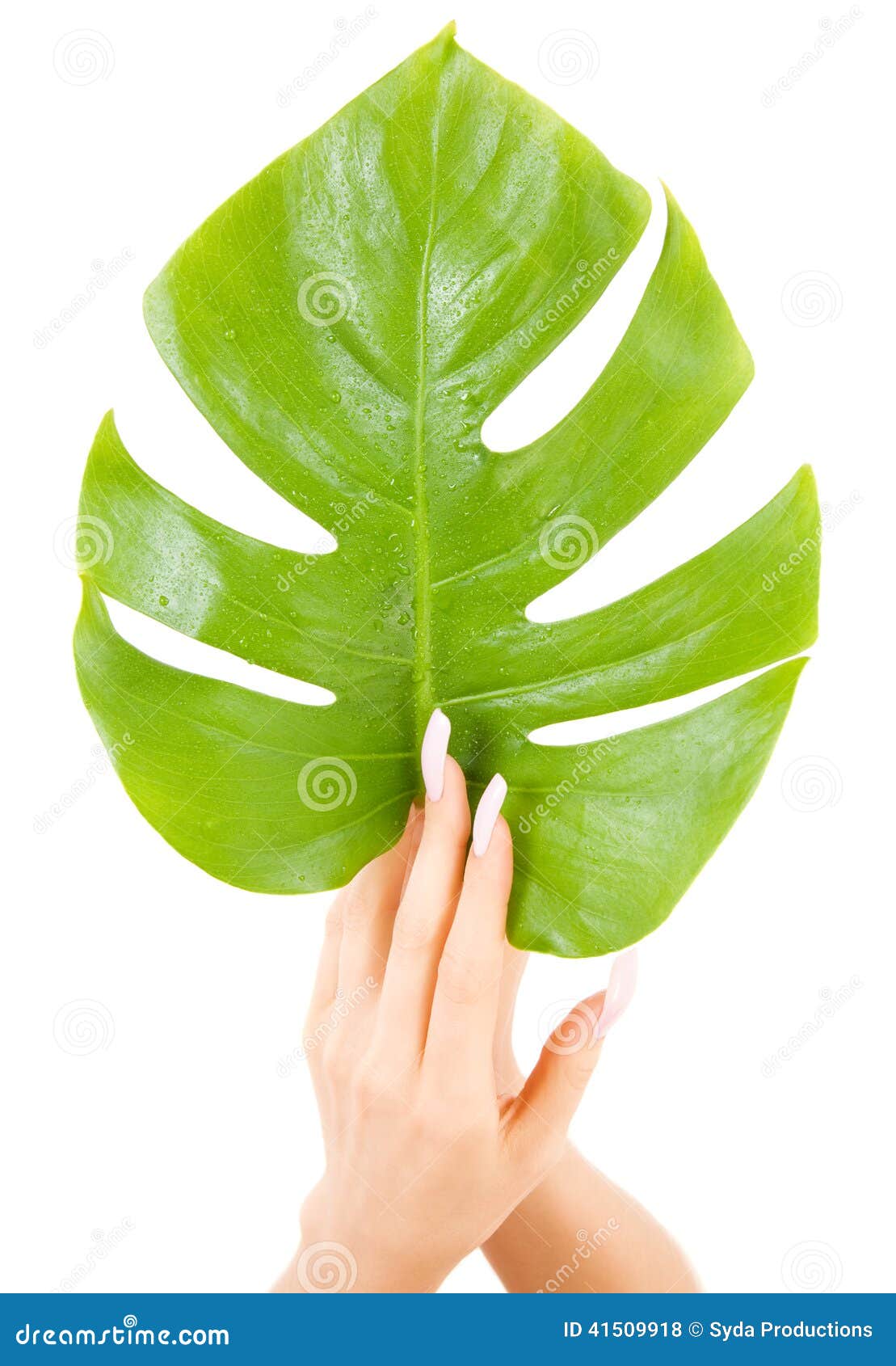 Female Hands with Green Leaf Stock Photo - Image of healthy, arms: 41509918