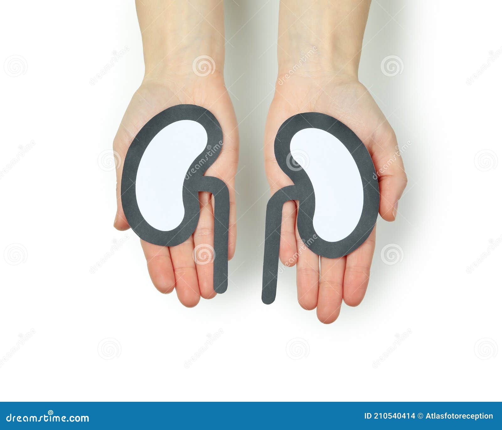 Female Hands Hold Decorative Kidneys, Isolated on White Background ...