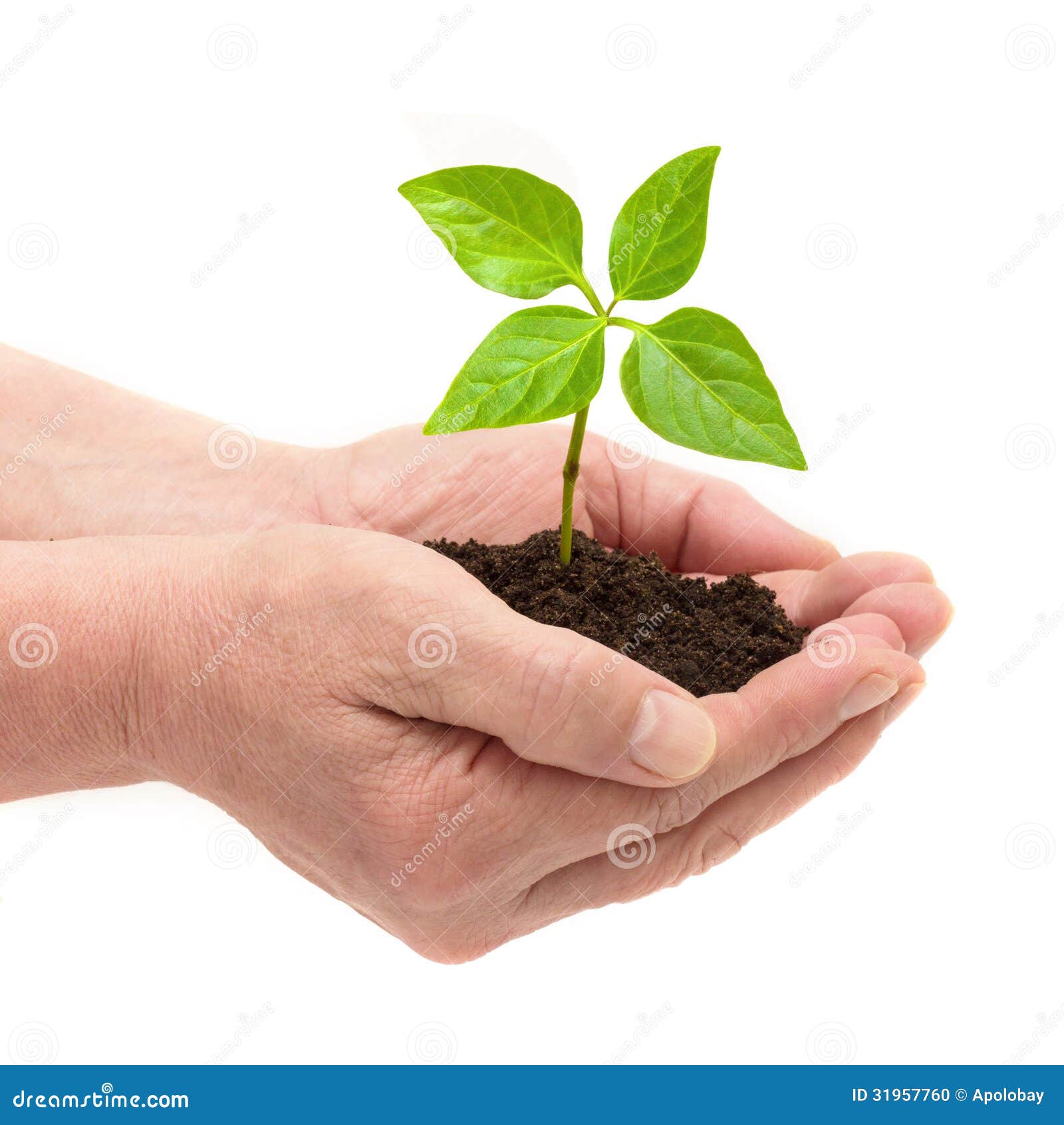 Female Hands Hold the Earth with the Sprout Stock Photo - Image of leaf ...