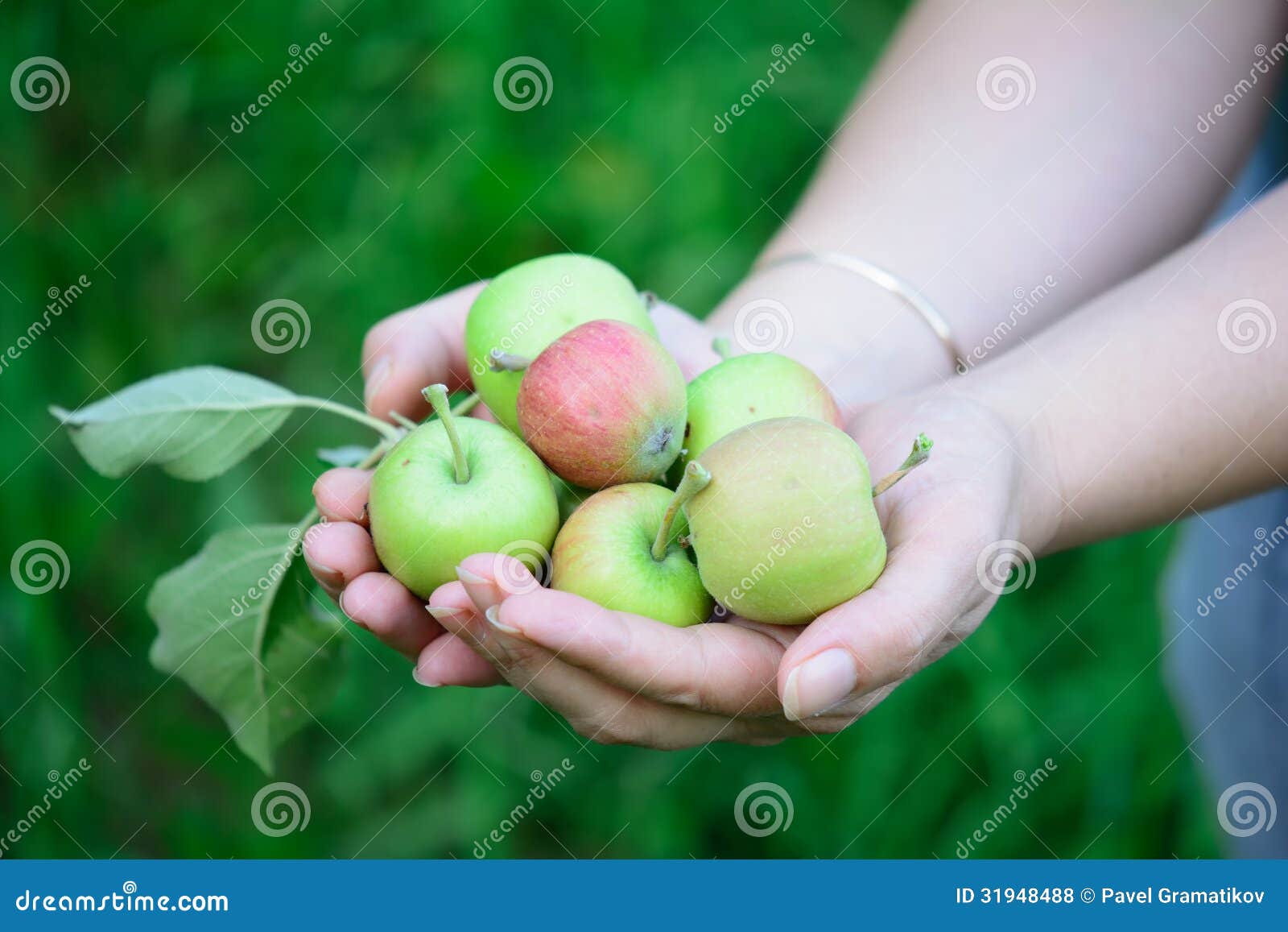 Female Hands Holding Apples. Stock Photo - Image of garden, finger ...