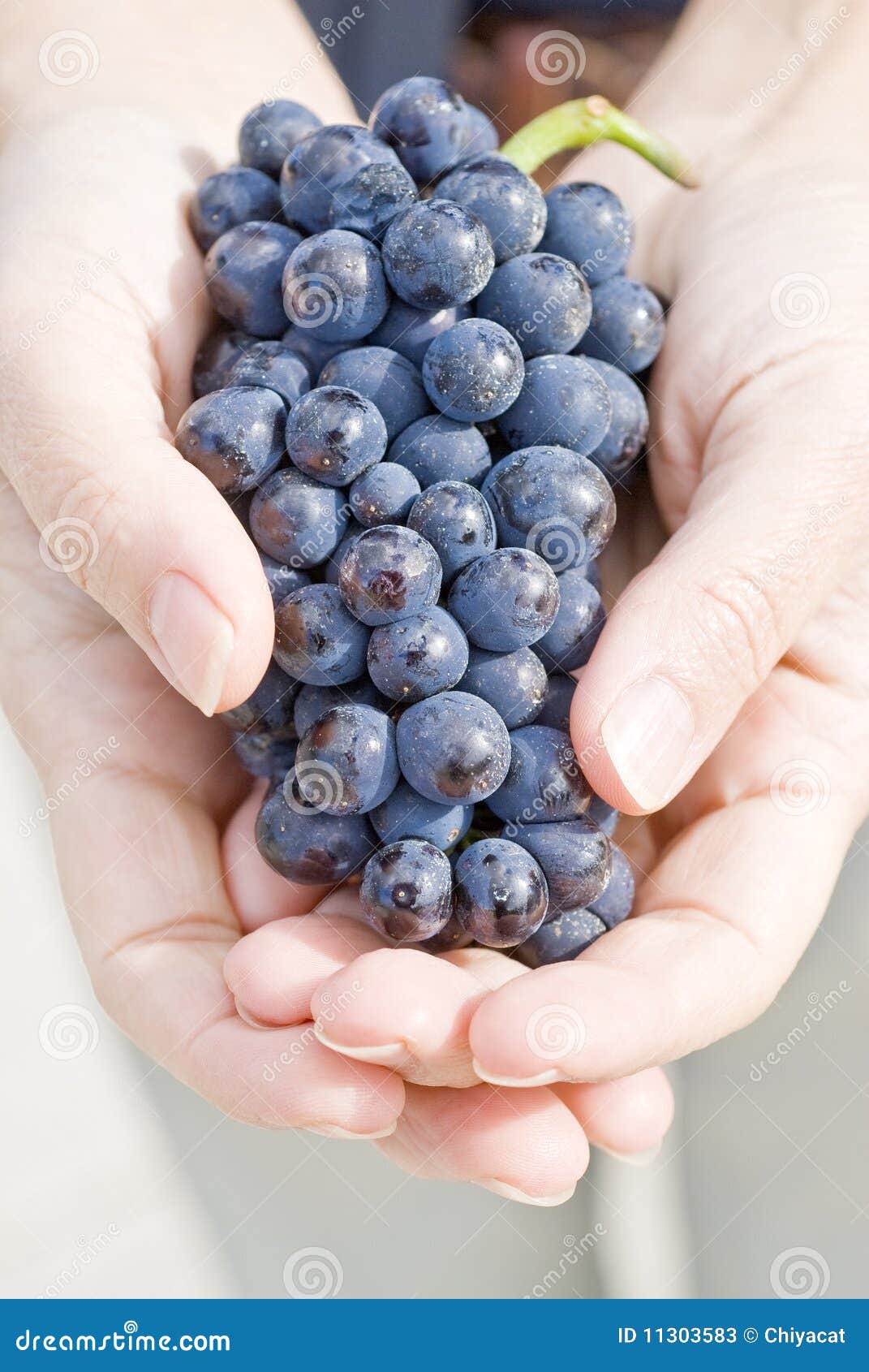 Female Hands Holding Bunch of Pinot Noir Grapes Stock Image - Image of ...
