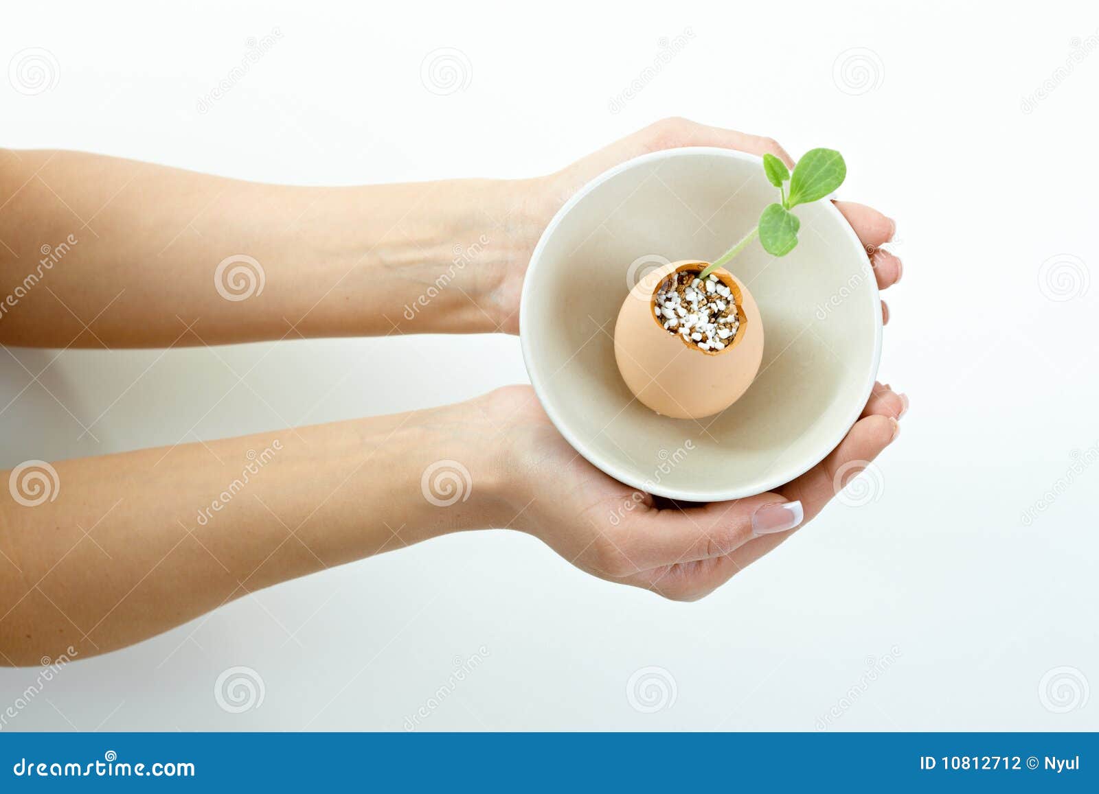 Female Hands Holding Green Plant Stock Photo - Image of hydrate ... Female Hands Holding Green Plant Stock Photo - Image of hydrate ...