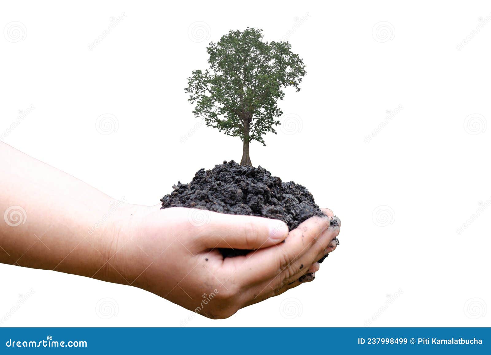 Female Hands Holding Green Tree on White Background Stock Image - Image ...
