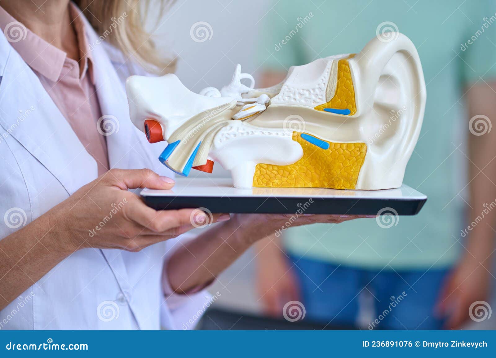 Female Hands Holding Model of Structure of Human Ear Stock Photo ...