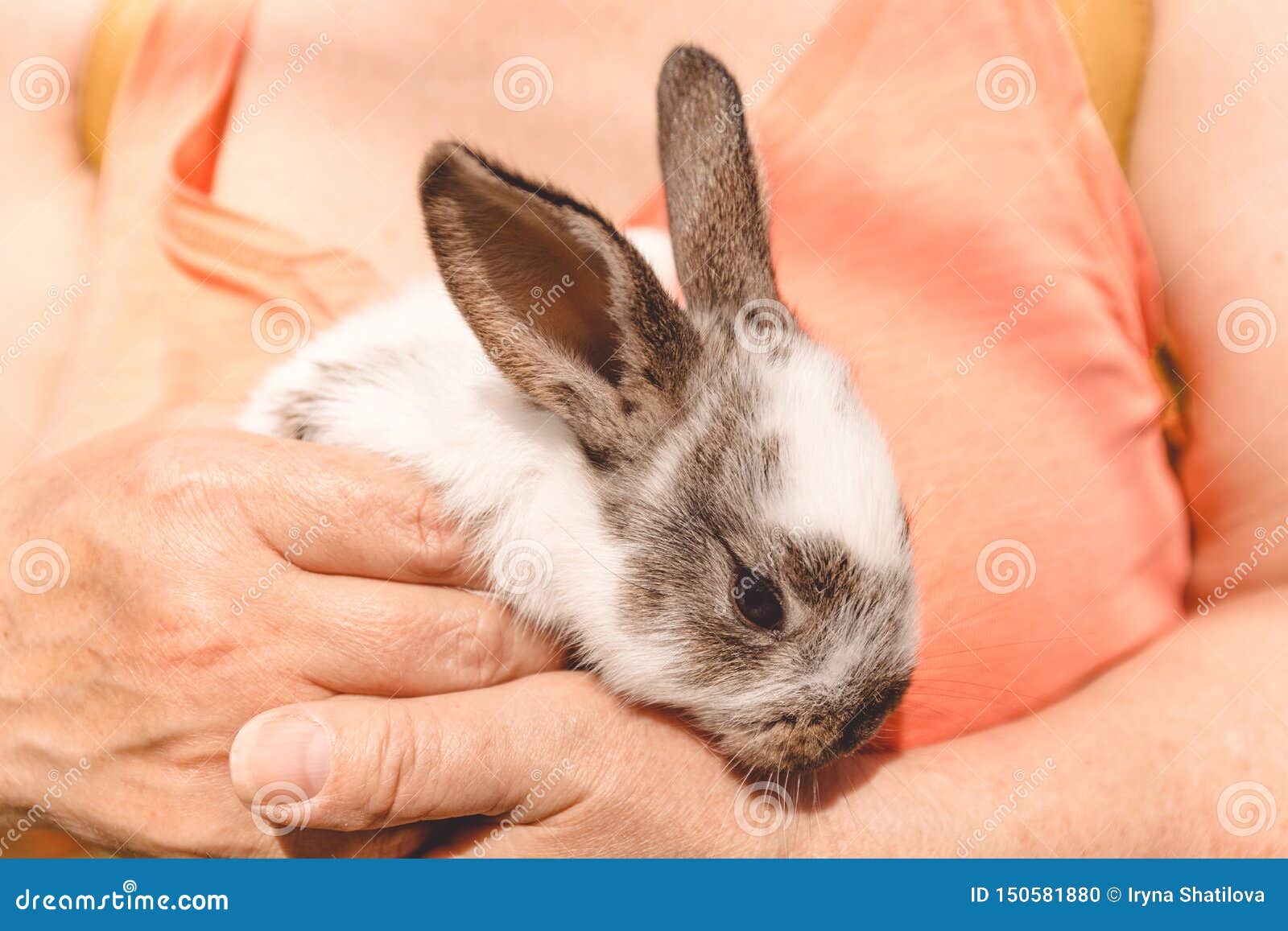 Female Hands Holding a Rabbit Cub in the Sunlight on Nature Stock Photo ...