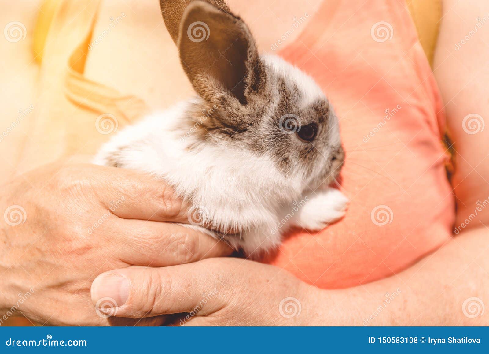 Female Hands Holding a Rabbit Cub in the Sunlight on Nature Stock Photo ...